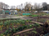 In depth: Cardiff's unloved allotments - alt.cardiff