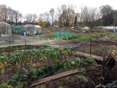 In depth: Cardiff's unloved allotments - alt.cardiff