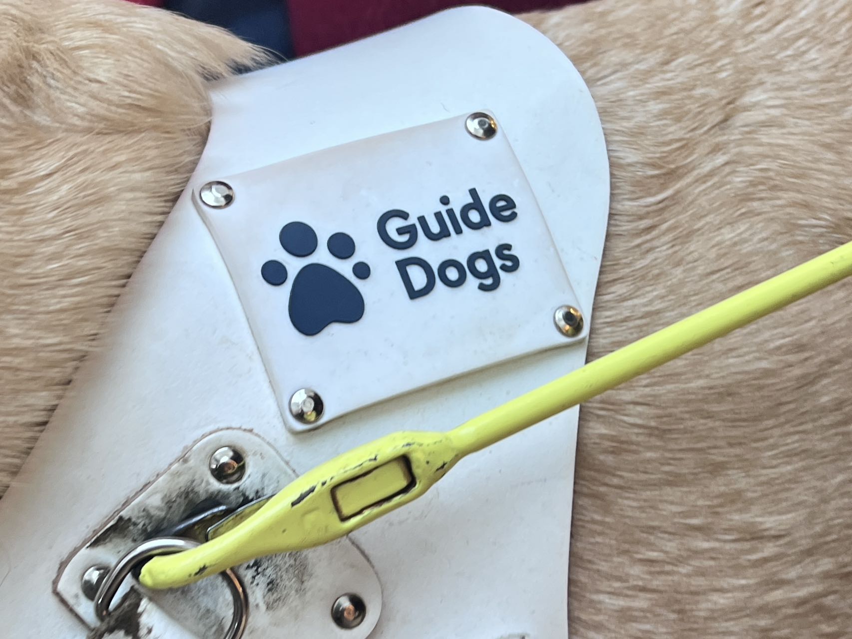 Guide Dogs Cymru Needs New Fosterers to Carry on its Life-Changing Work ...