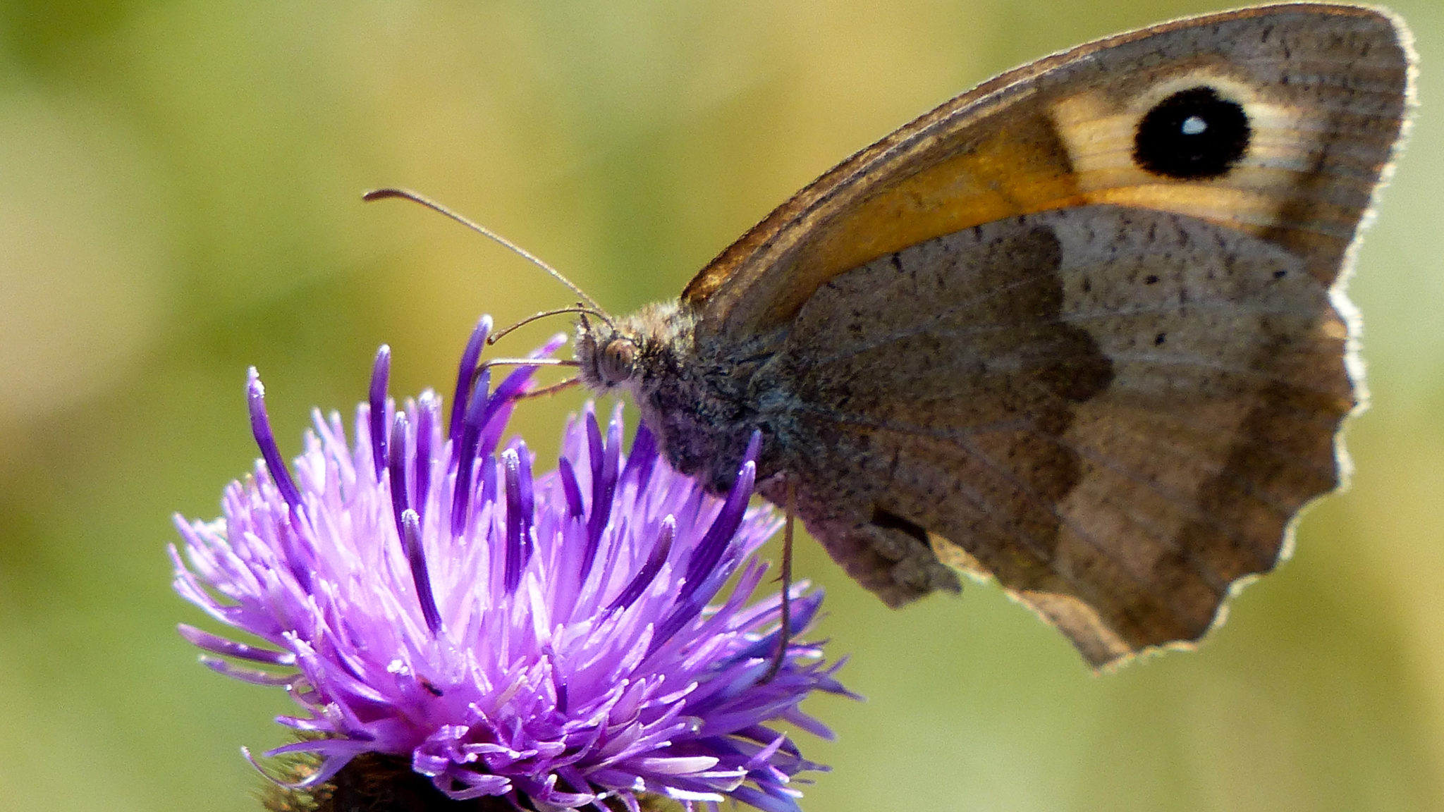Welsh wildlife species in danger due to our indifference