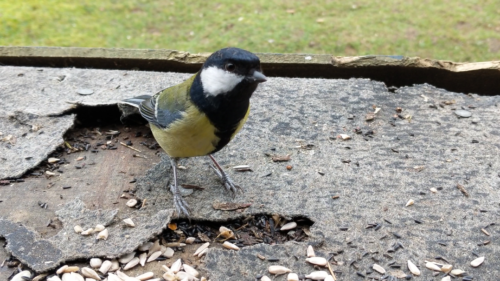 How to connect with birds in Cardiff - InterCardiff