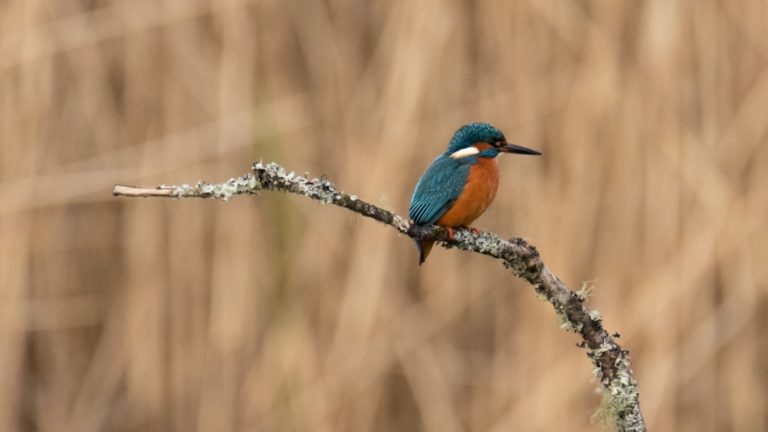 How to connect with birds in Cardiff - InterCardiff