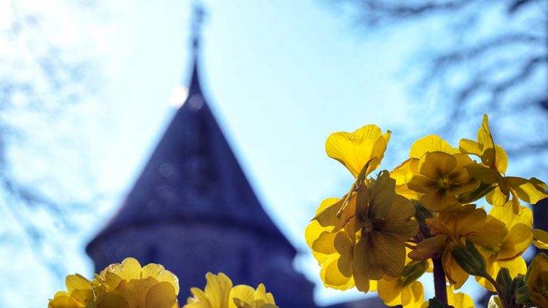 The National Forest of Wales: regenerating woodland is a tall order ...