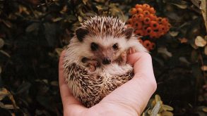 World Wildlife Day: Meet the most endangered species in Wales ...