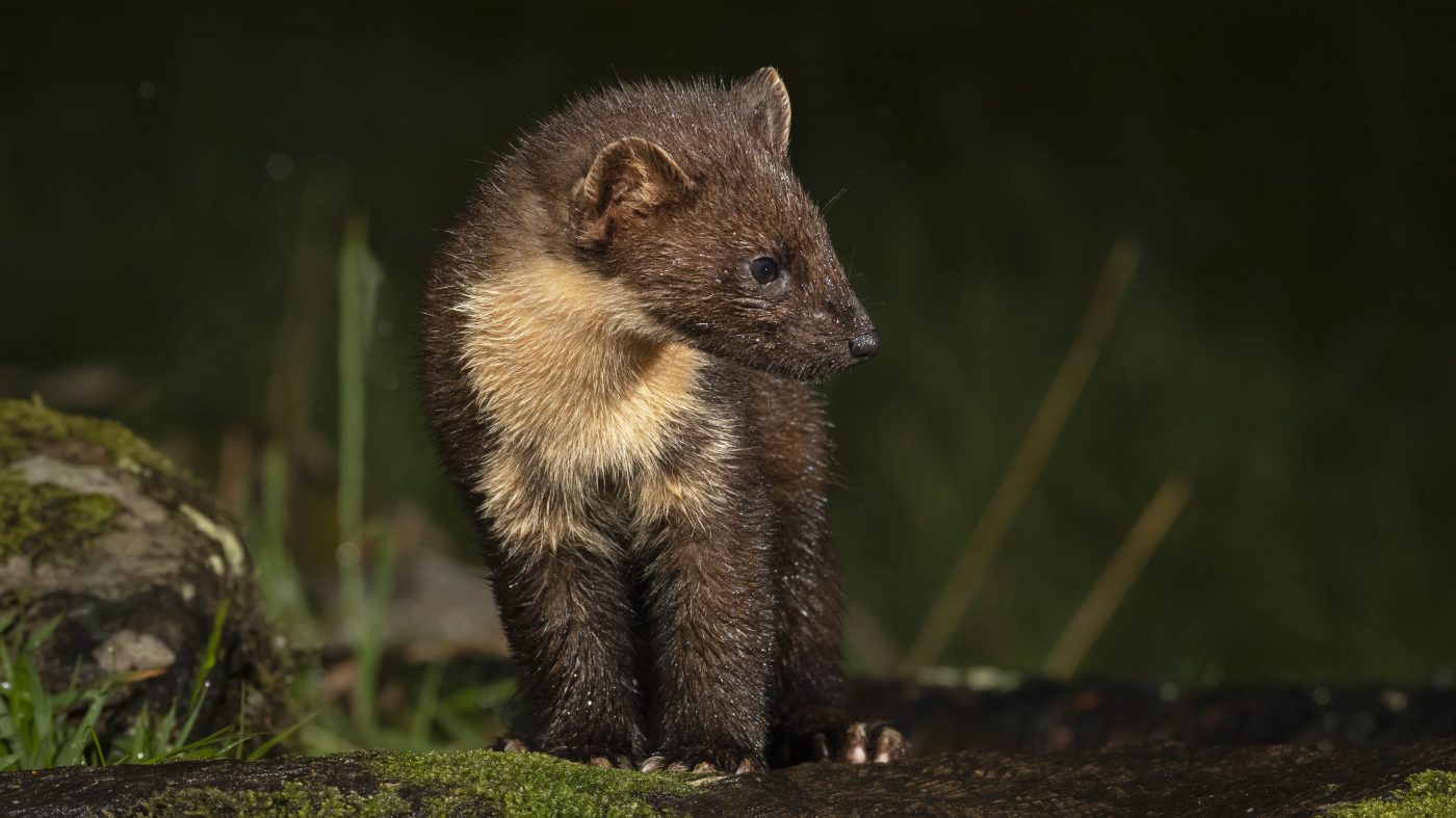 World Wildlife Day: Meet the most endangered species in Wales ...
