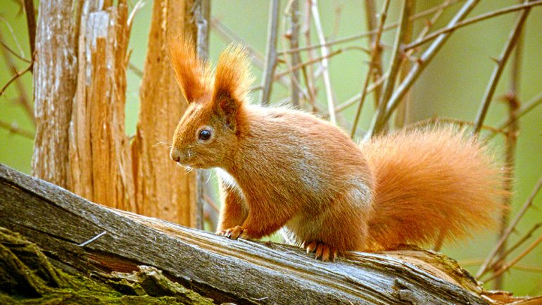 World Wildlife Day: Meet the most endangered species in Wales ...