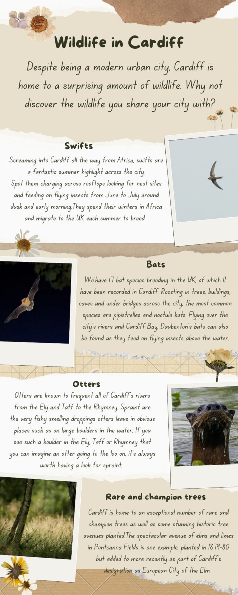 Wildlife on your doorstep: Peregrines living in Cardiff centre