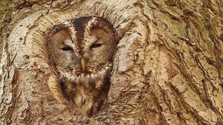 Cardiff’s wildlife: Navigating the impact of urbanisation - InterCardiff