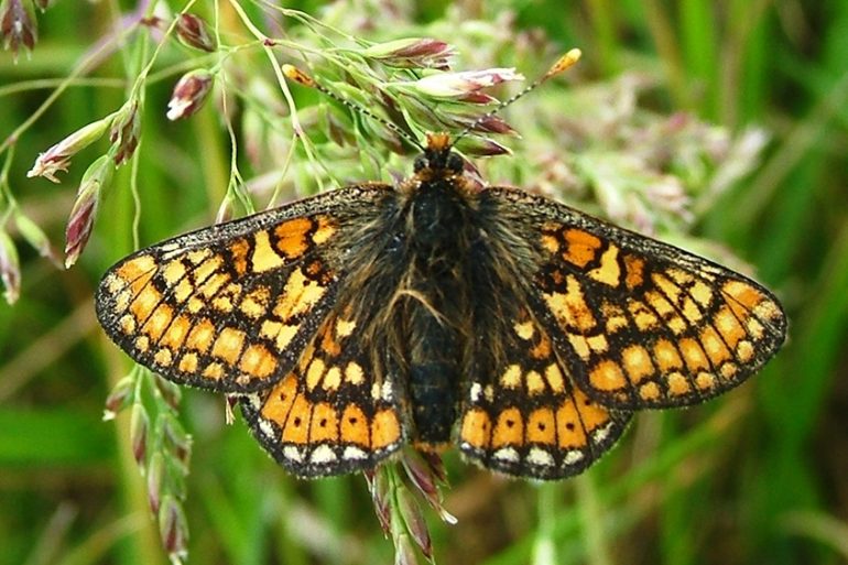 Cardiff clash: isolated incident or hooliganism coming back - InterCardiff