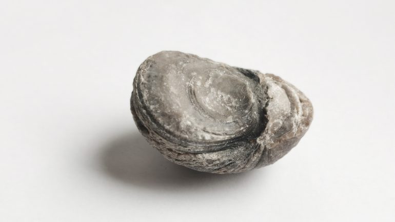 A fossil hunting trip in Wales: how to find your first fossil? - Life360