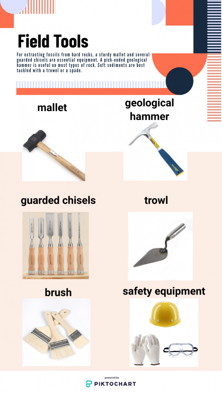 A fossil hunting trip in Wales: how to find your first fossil? - Life360