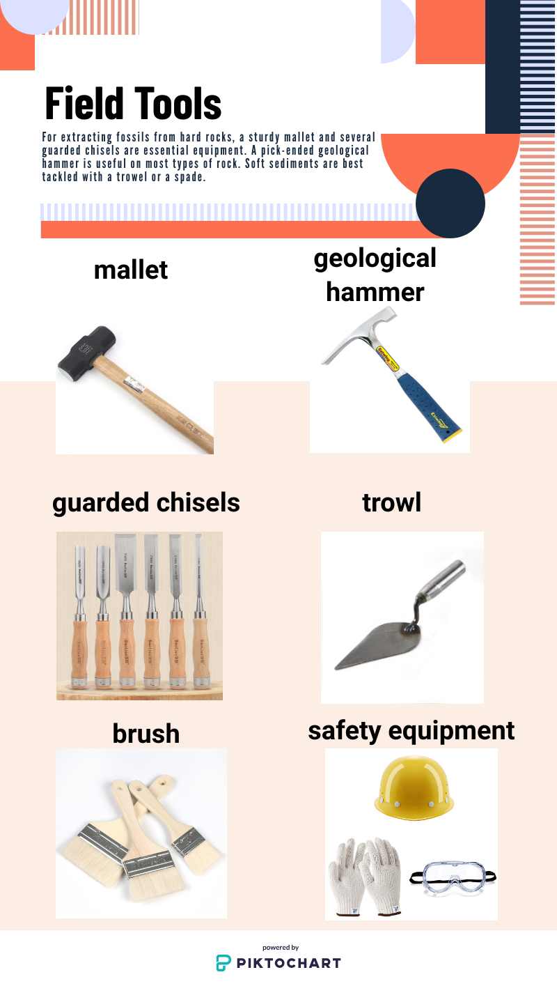 A fossil hunting trip in Wales: how to find your first fossil? - Life360