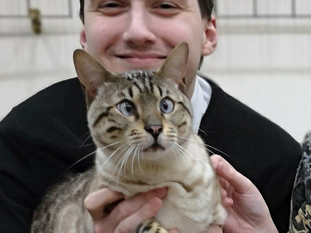 The Bengal of Barry: The cat that's never lost - The Cardiffian