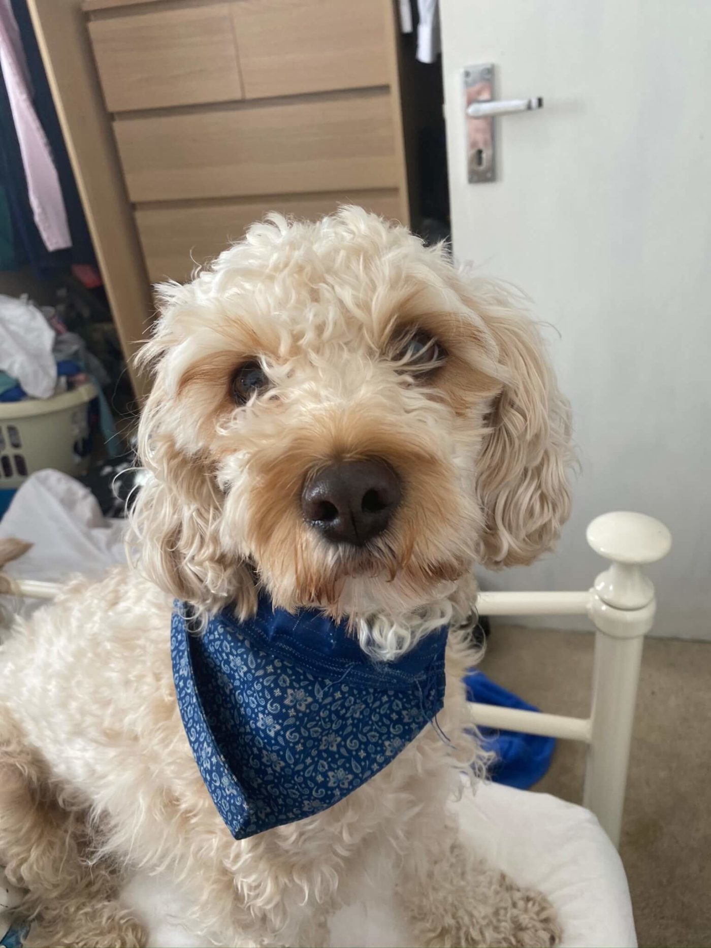 Pets of Cardiff: The animals who have helped us through 2020 - The ...