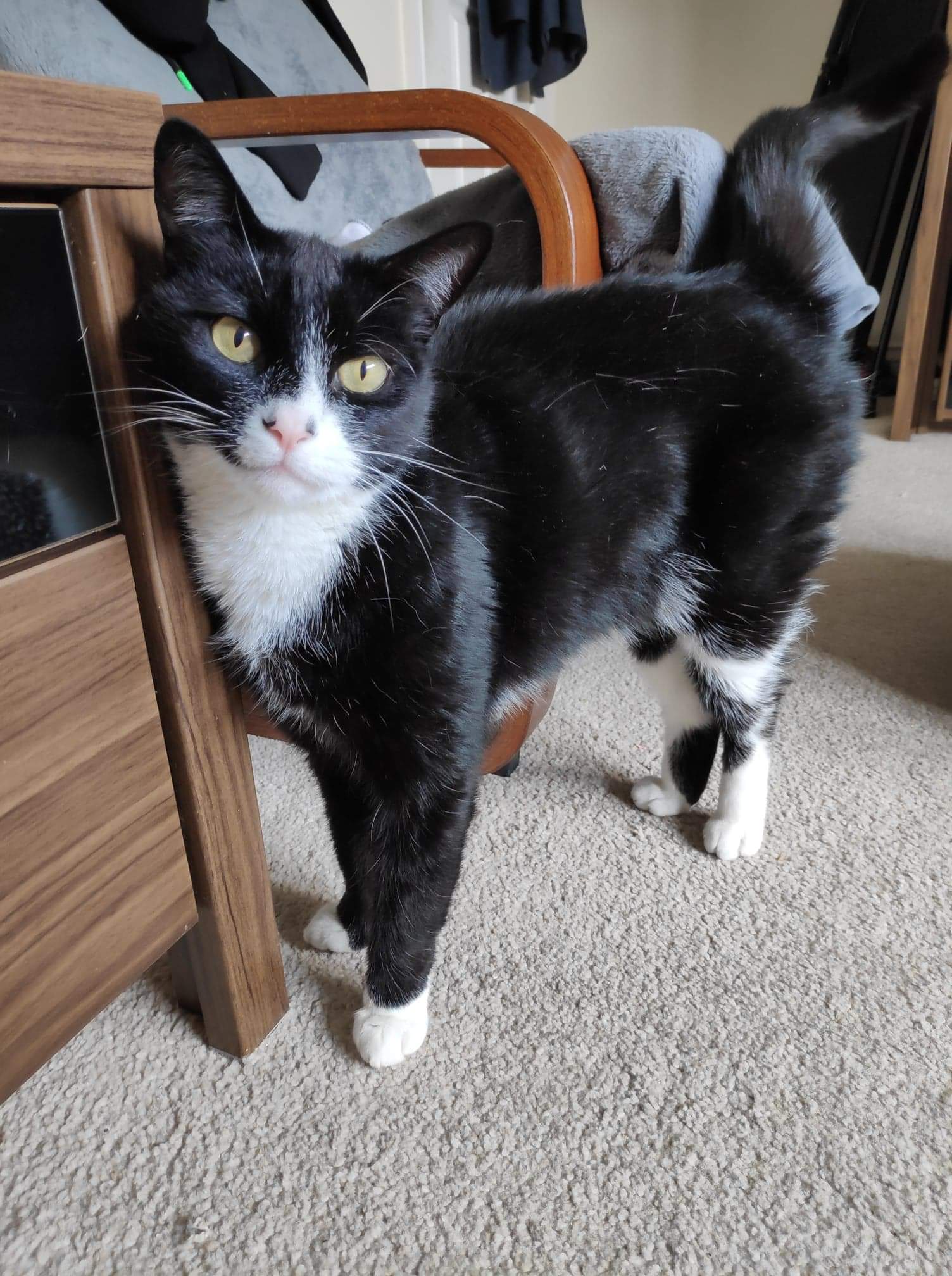 Pets of Cardiff: The animals who have helped us through 2020 - The ...