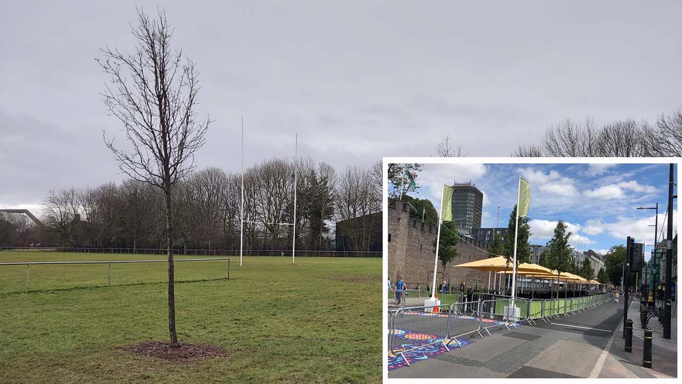 Castle Street trees on the move to Splott - The Cardiffian
