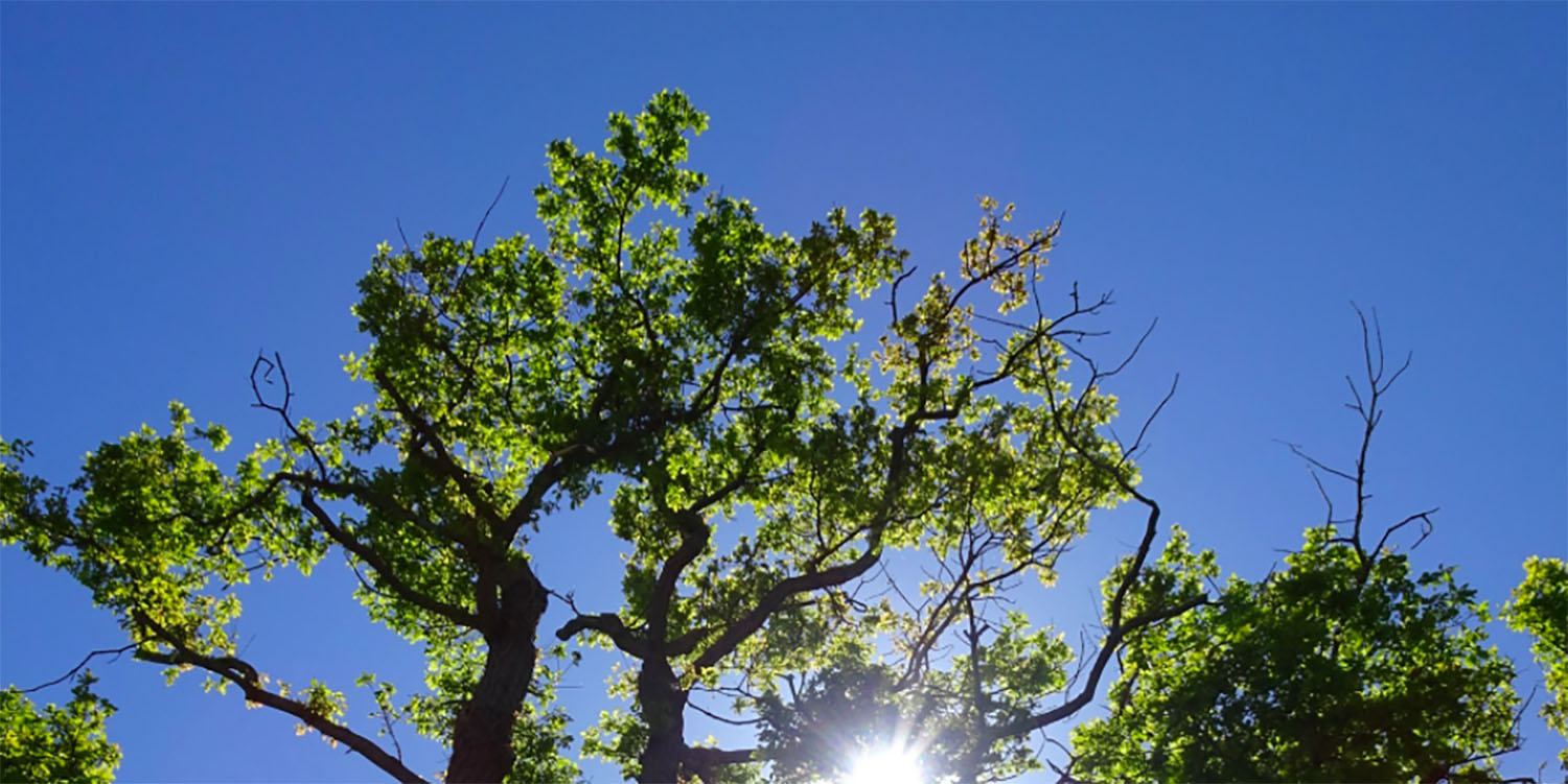 Wales' first Tiny Forest is being planted in Cardiff Bay - The Cardiffian