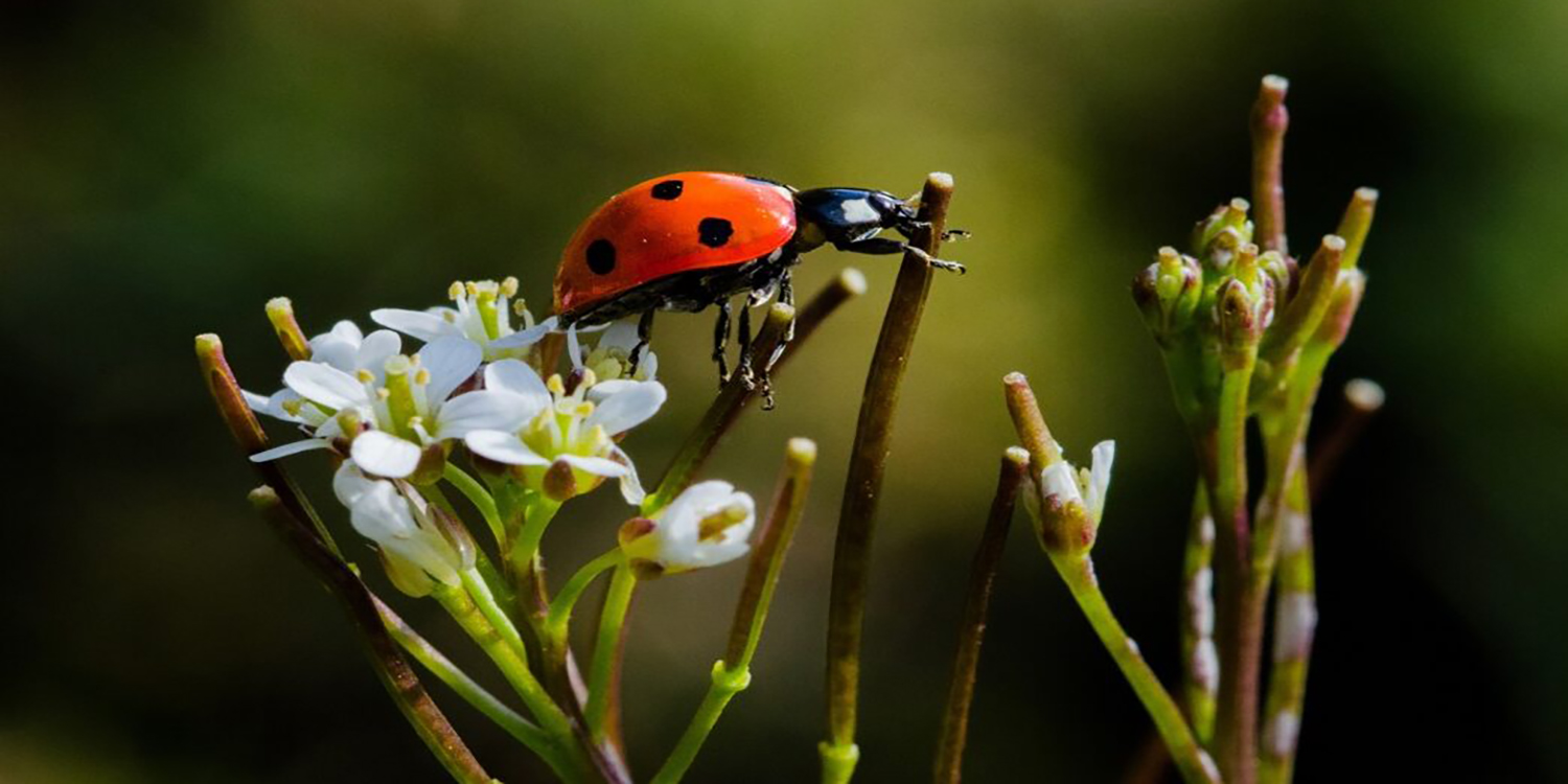 Cardiff scientists using insects to save the environment - The Cardiffian Cardiff scientists using insects to save the environment - The Cardiffian