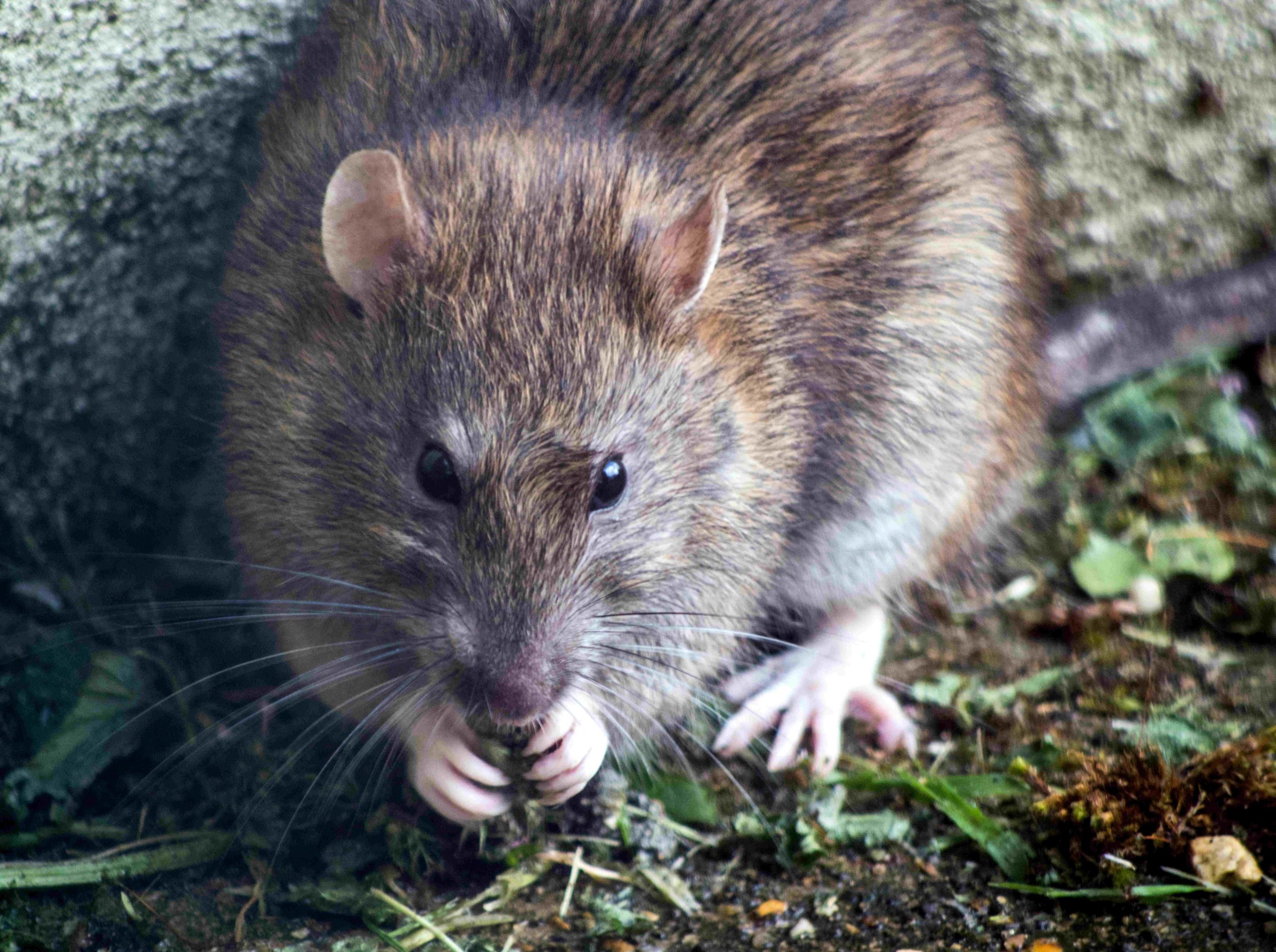 Number of rat complaints to Cardiff Council doubles over last five ...