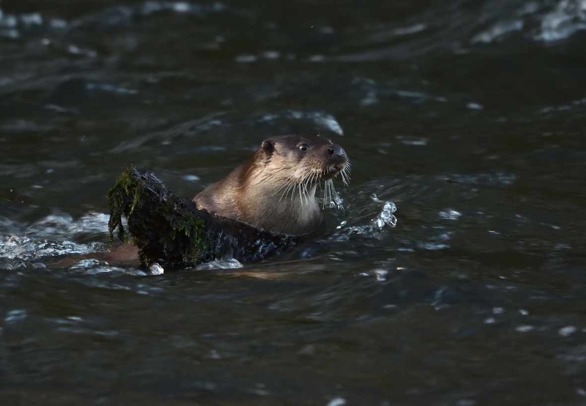 Otters in Cardiff: Where can you spot them? - The Cardiffian
