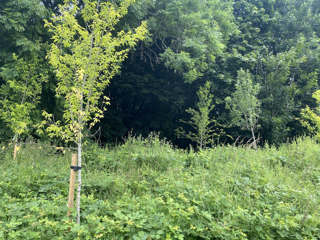 Mapping canopy cover: The unequal distribution of trees in Cardiff ...