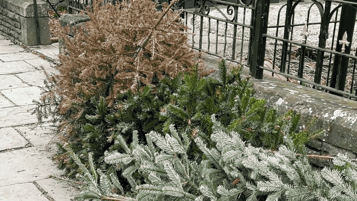 Christmas trees still decorating Cardiff in mid-February despite 50 ...