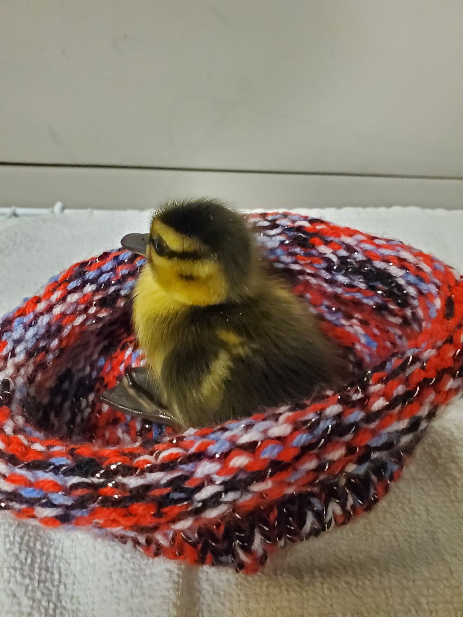 The Cardiff crafting group knitting woollen nests for rescued baby ...