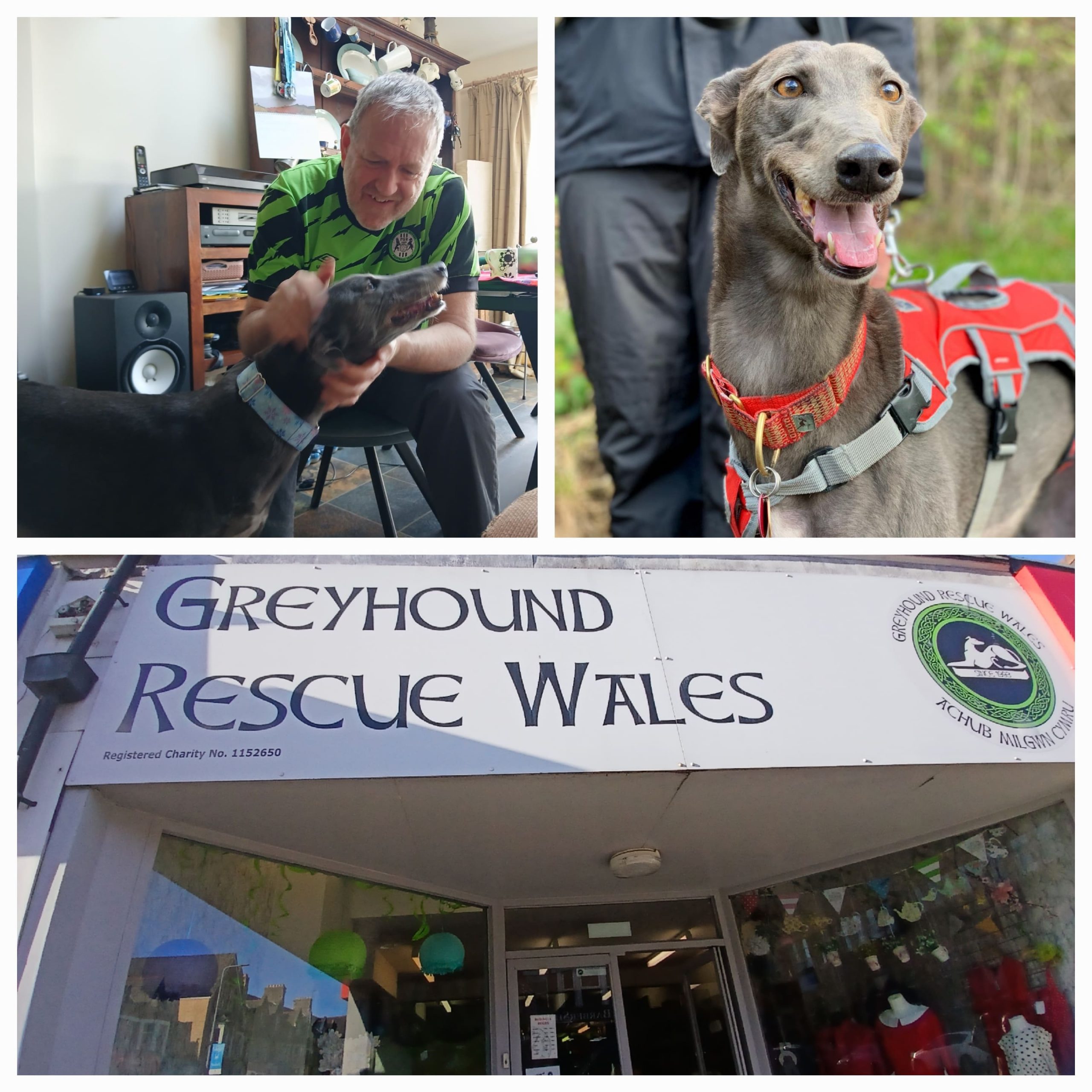 Greyhound racing will be banned in Wales, but what happens to dogs when ...