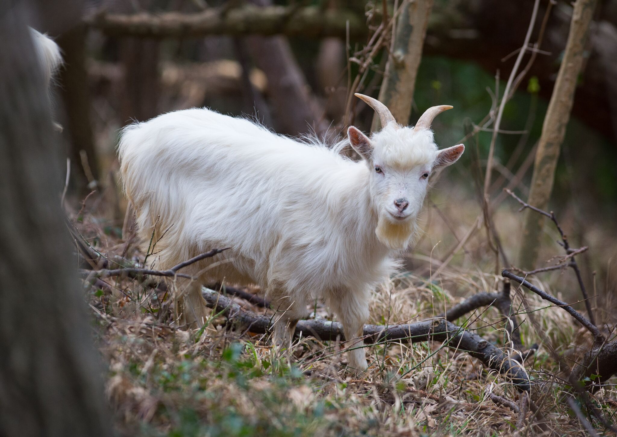 More than just a mascot: The story of Shenkin IV, the regimental goat ...