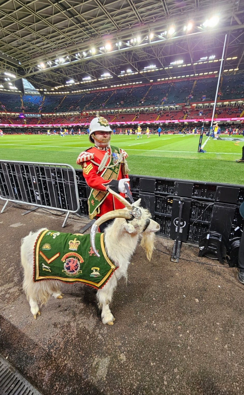 More than just a mascot: The story of Shenkin IV, the regimental goat ...