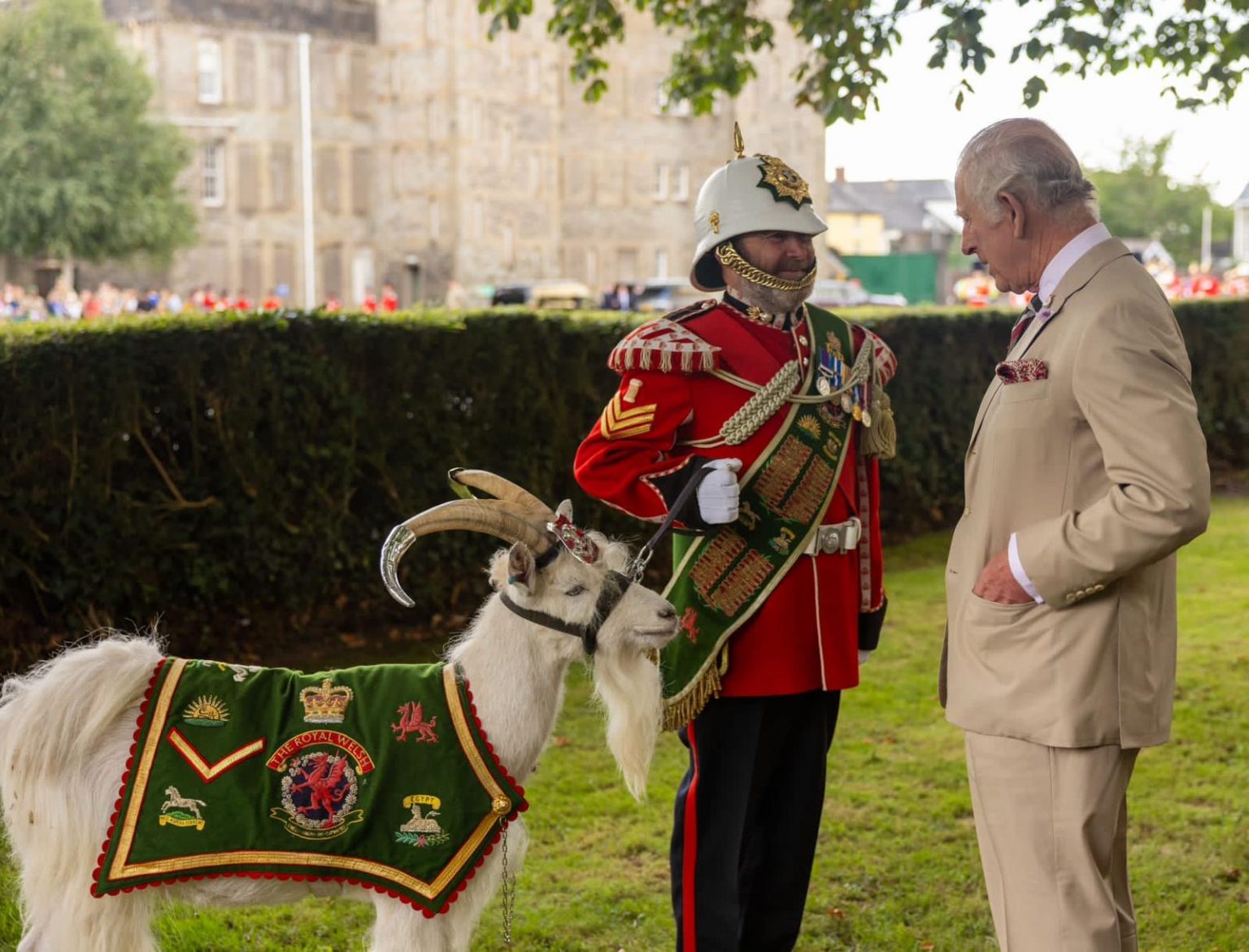 More than just a mascot: The story of Shenkin IV, the regimental goat ...
